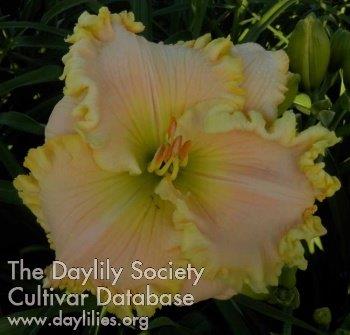 Kathy's Daylilies