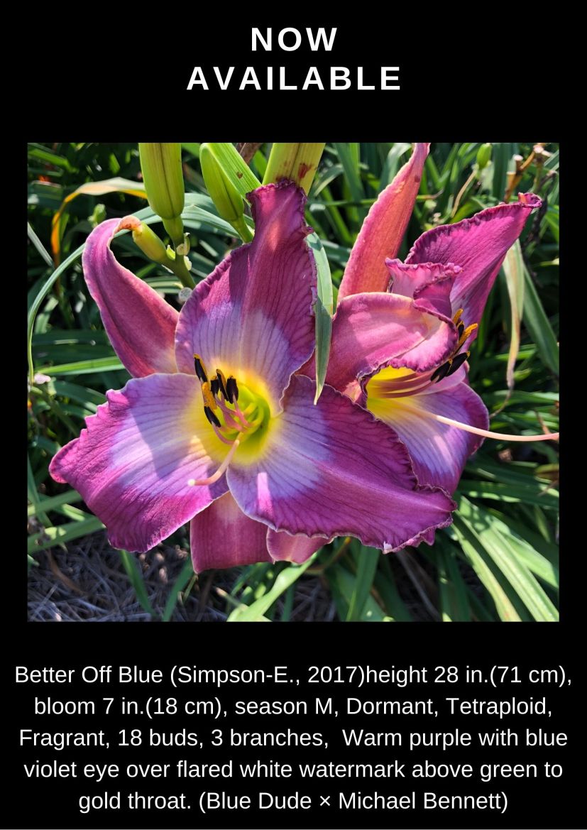 Better Off Blue – Kathy's Daylilies