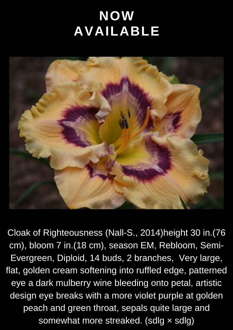 Cloak of Righteousness – Kathy's Daylilies