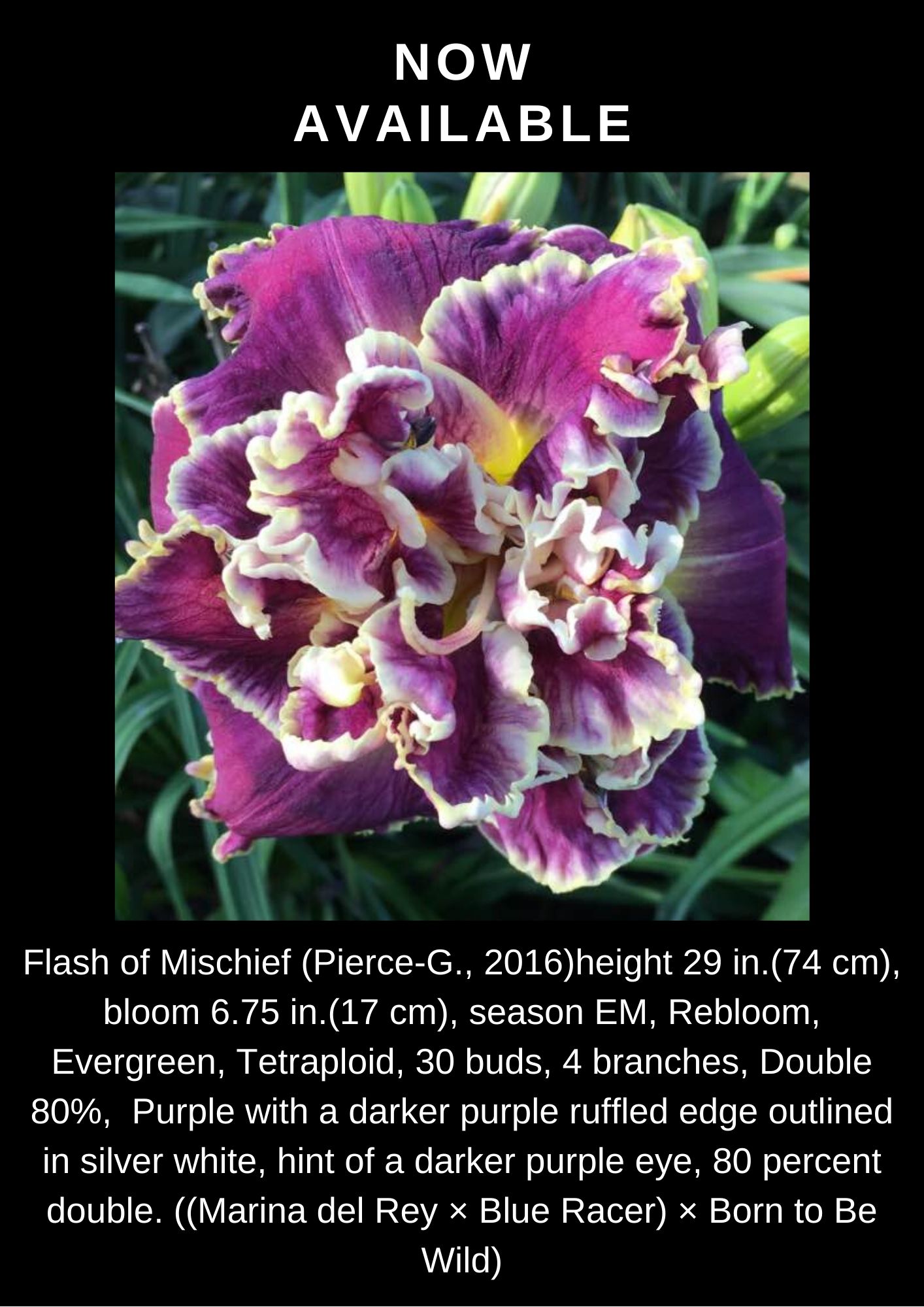 Flash of Mischief – Kathy's Daylilies