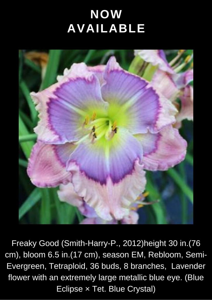 Freaky Good – Kathy's Daylilies