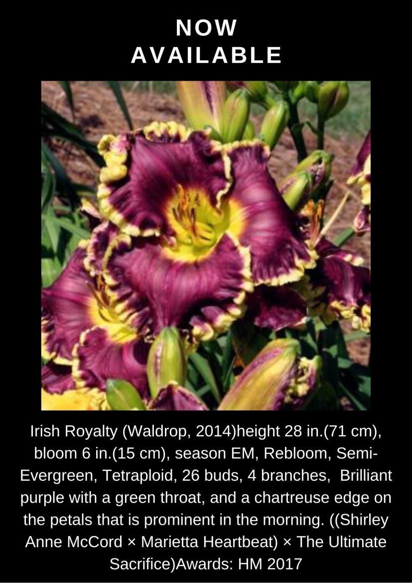 Irish Royalty – Kathy's Daylilies