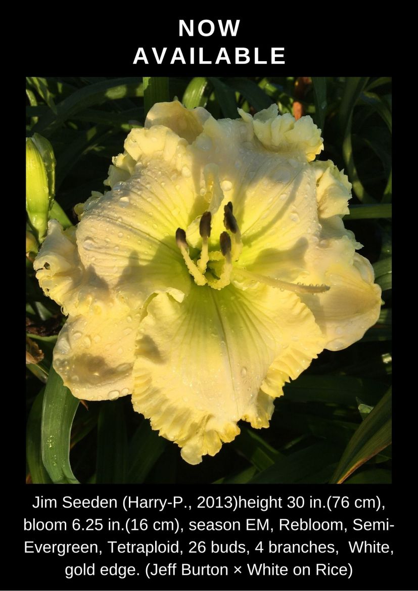 Jim Seeden – Kathy's Daylilies
