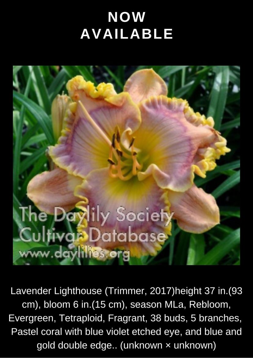 Lavender Lighthouse – Kathy's Daylilies