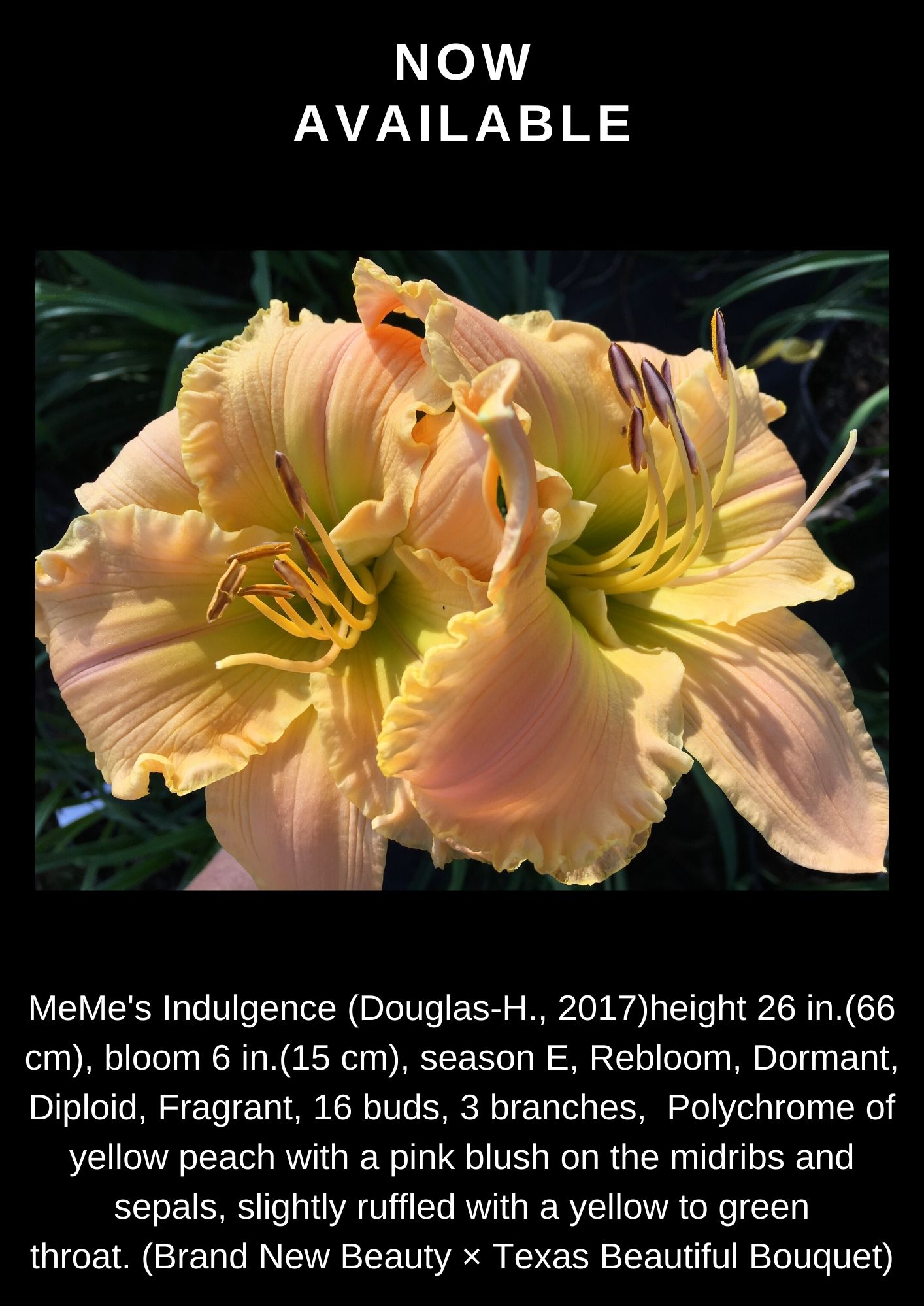 MeMe’s Indulgence – Kathy's Daylilies