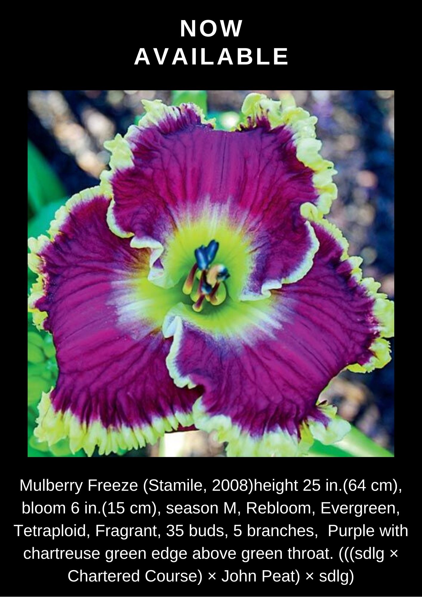 Mulberry Freeze – Kathy's Daylilies