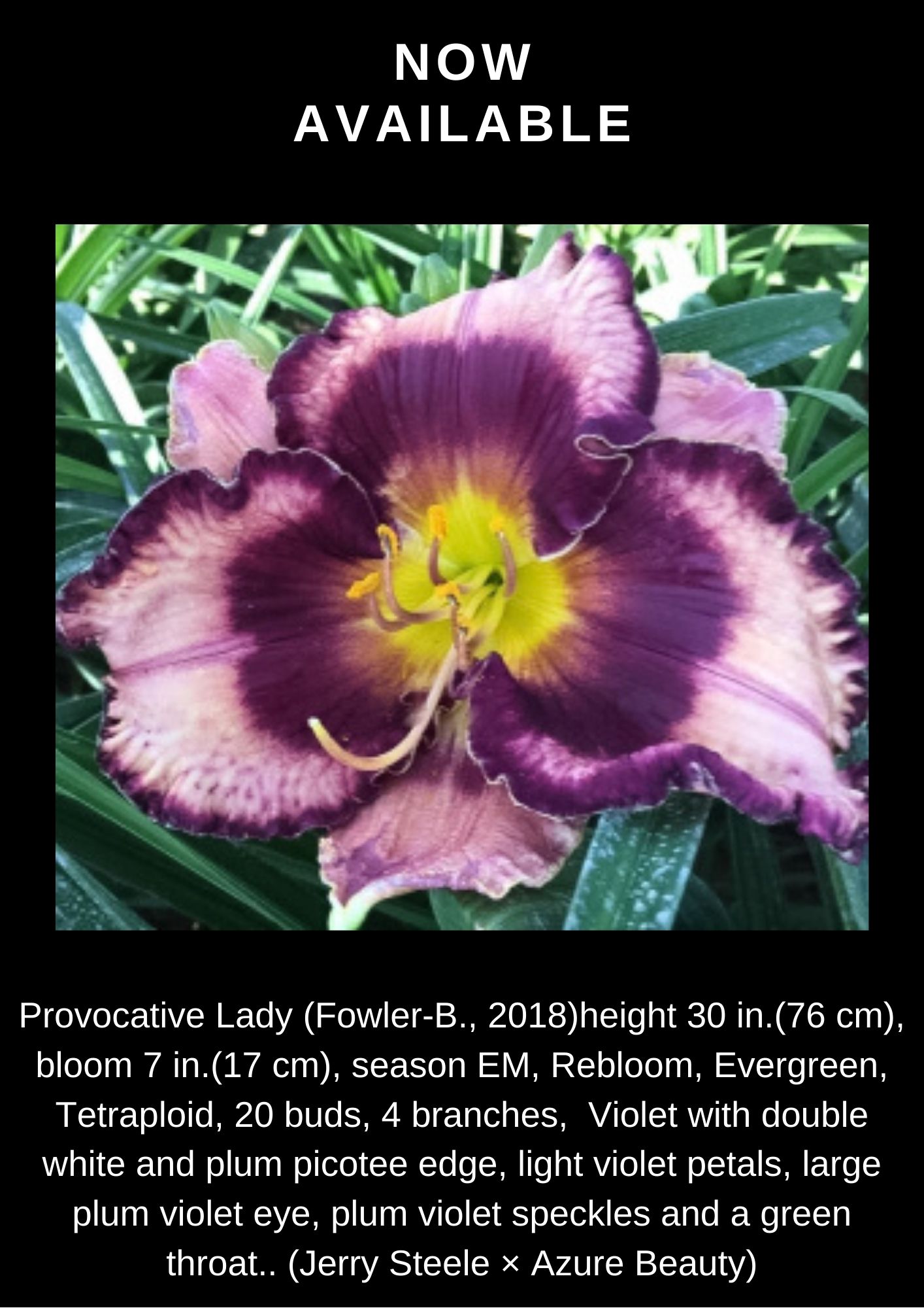 Provocative Lady – Kathy's Daylilies