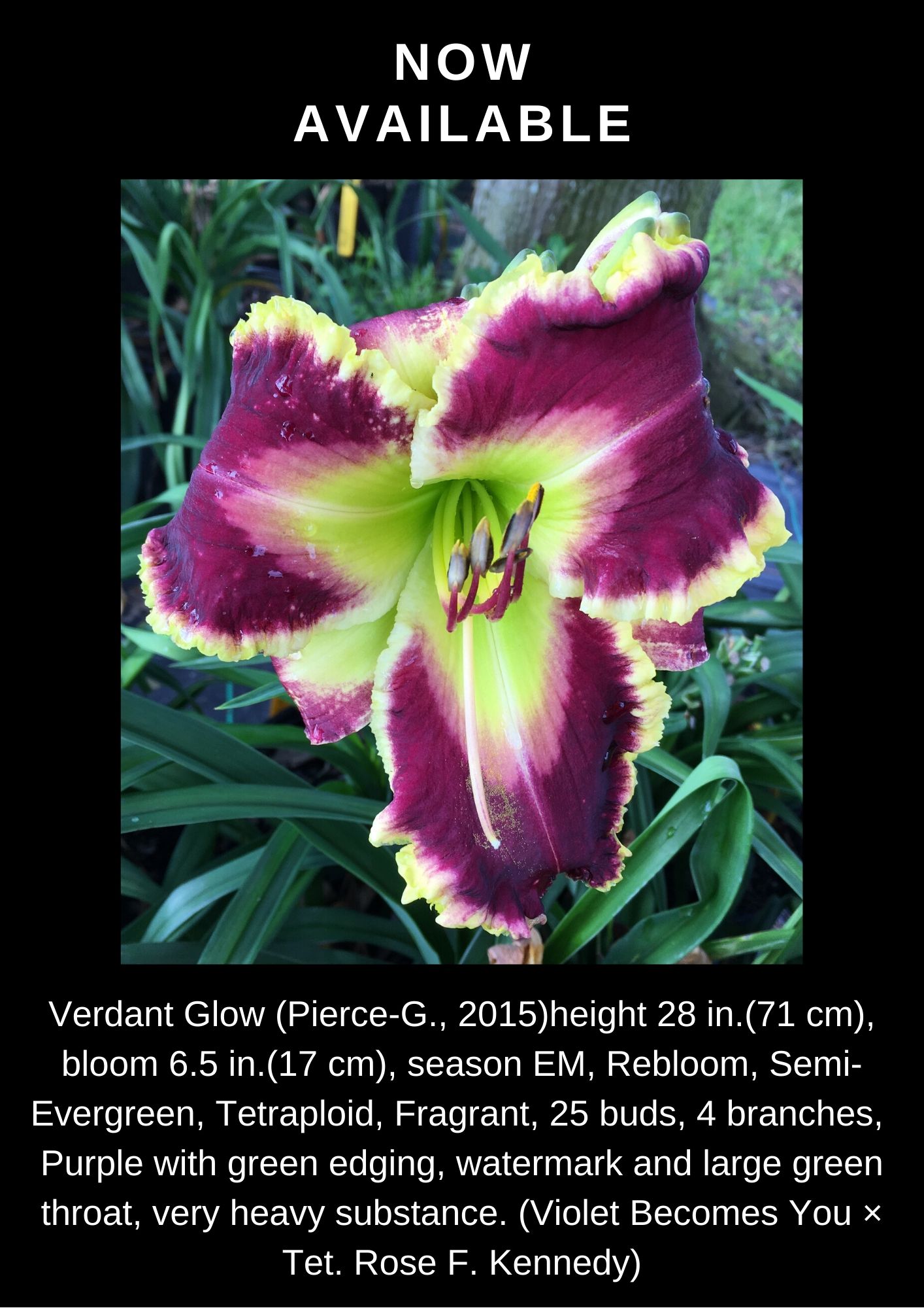 Verdant Glow – Kathy's Daylilies