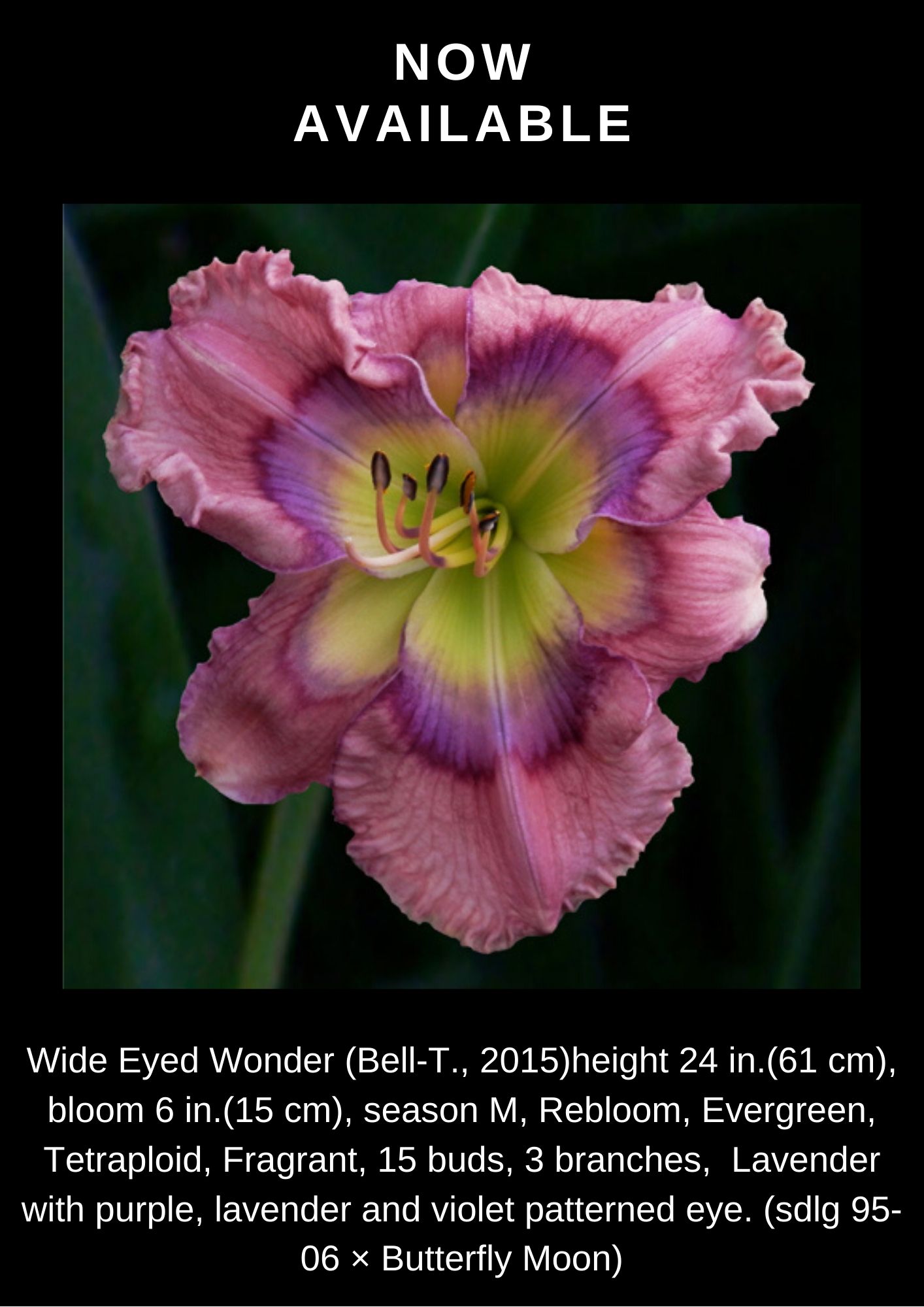 Wide Eyed Wonder – Kathy's Daylilies