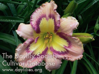 Alien Beach Party – Kathy's Daylilies