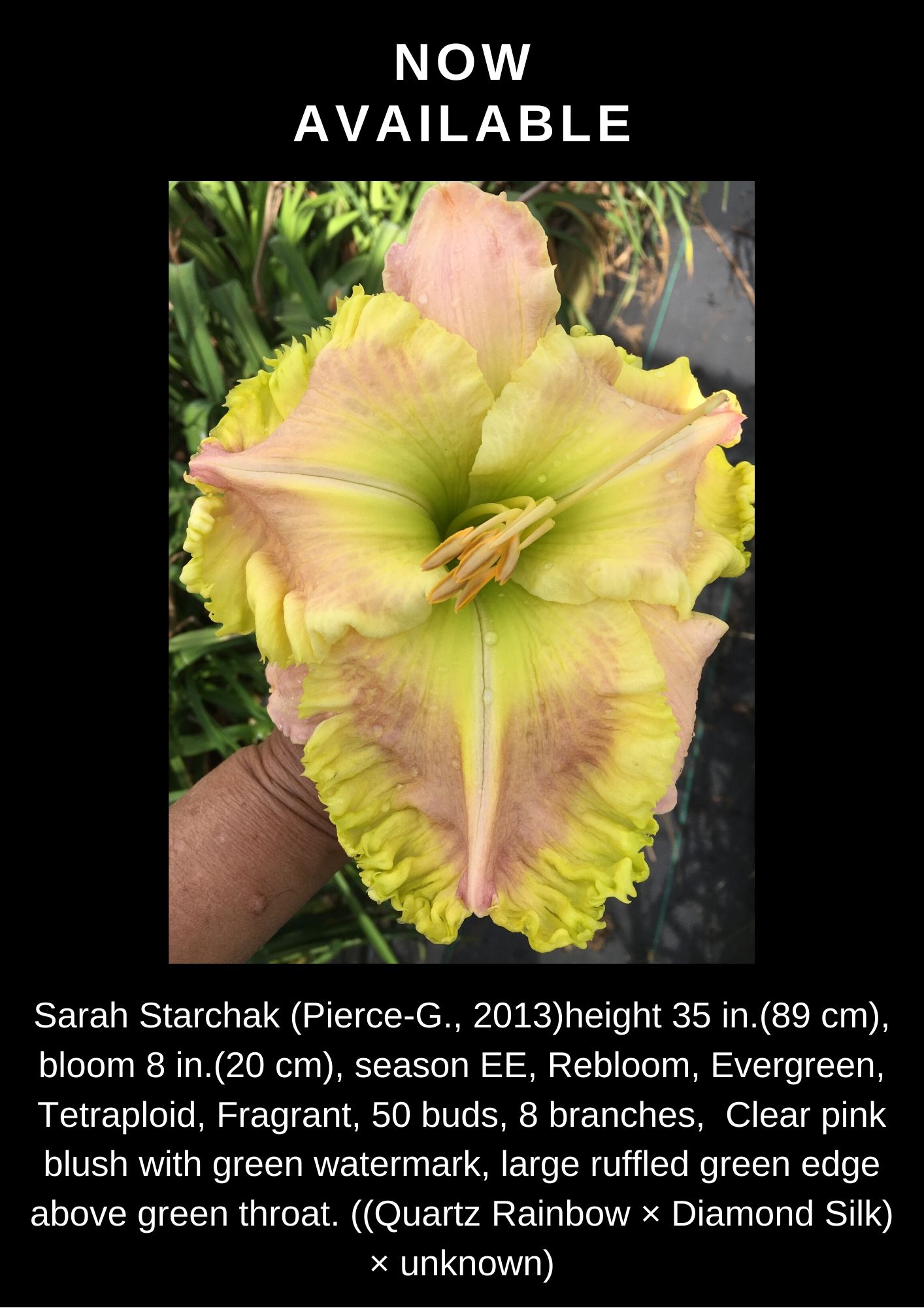 Sarah Starchak – Kathy's Daylilies