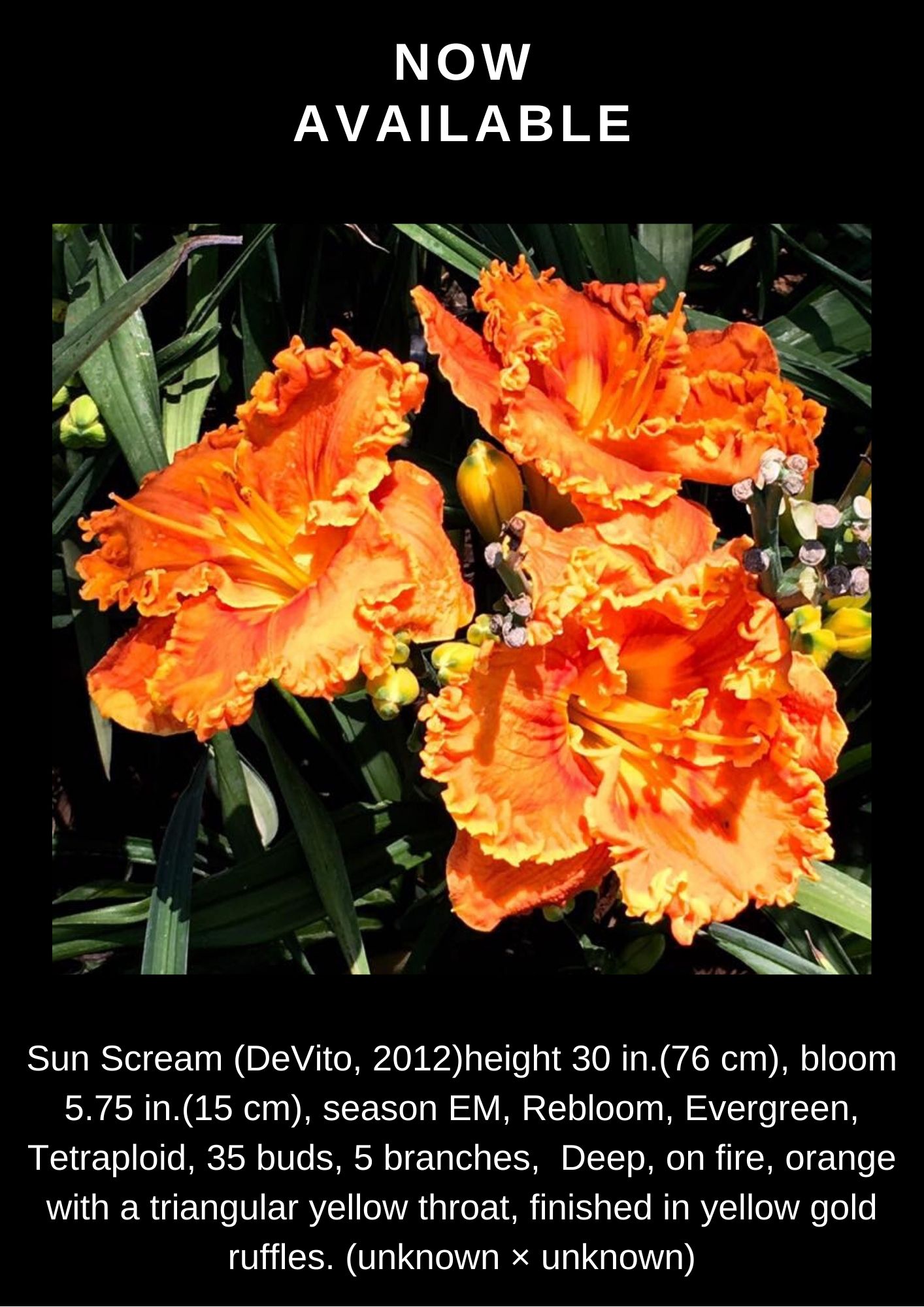 Sun Scream – Kathy's Daylilies