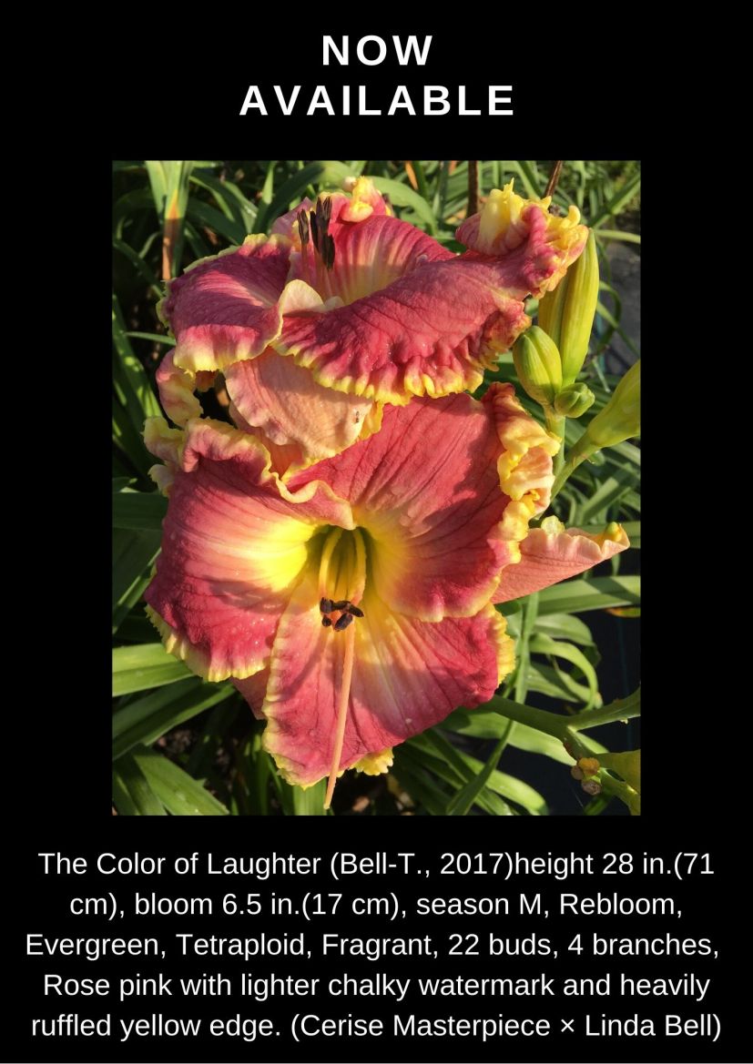 The Color of Laughter – Kathy's Daylilies